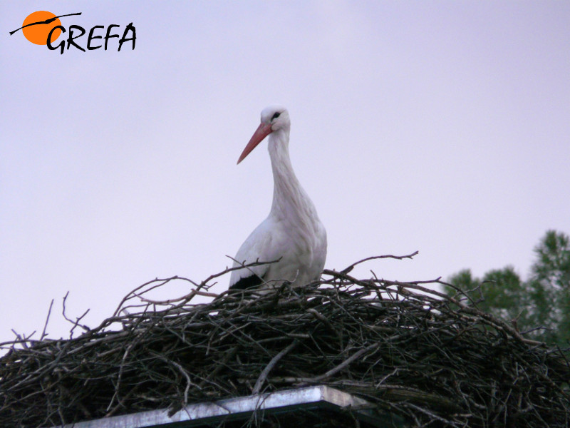GREFA - Por San Blas, en GREFA la cigüeña verás un año más